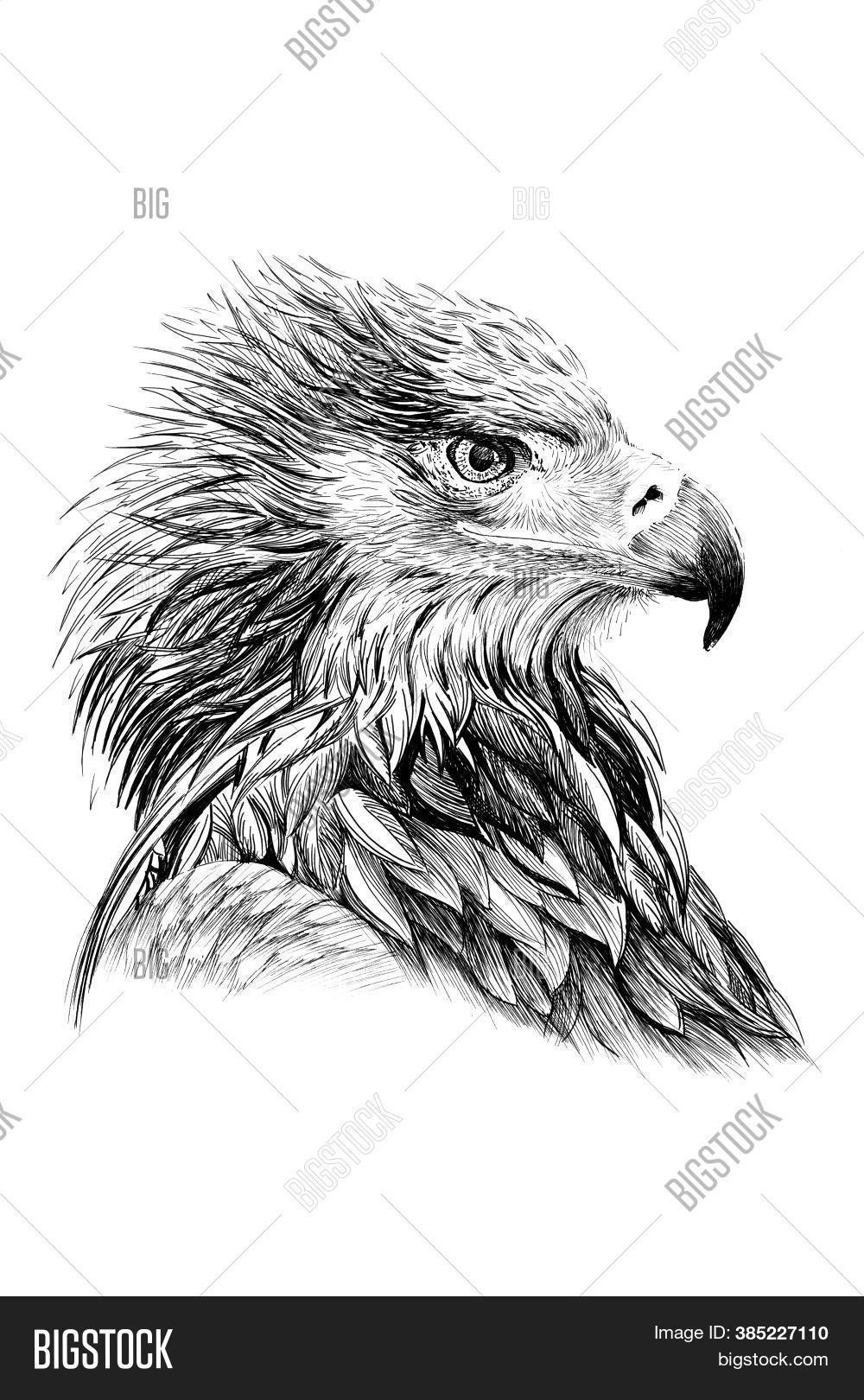 Hand Drawn Hawk Image & Photo (Free Trial) | Bigstock