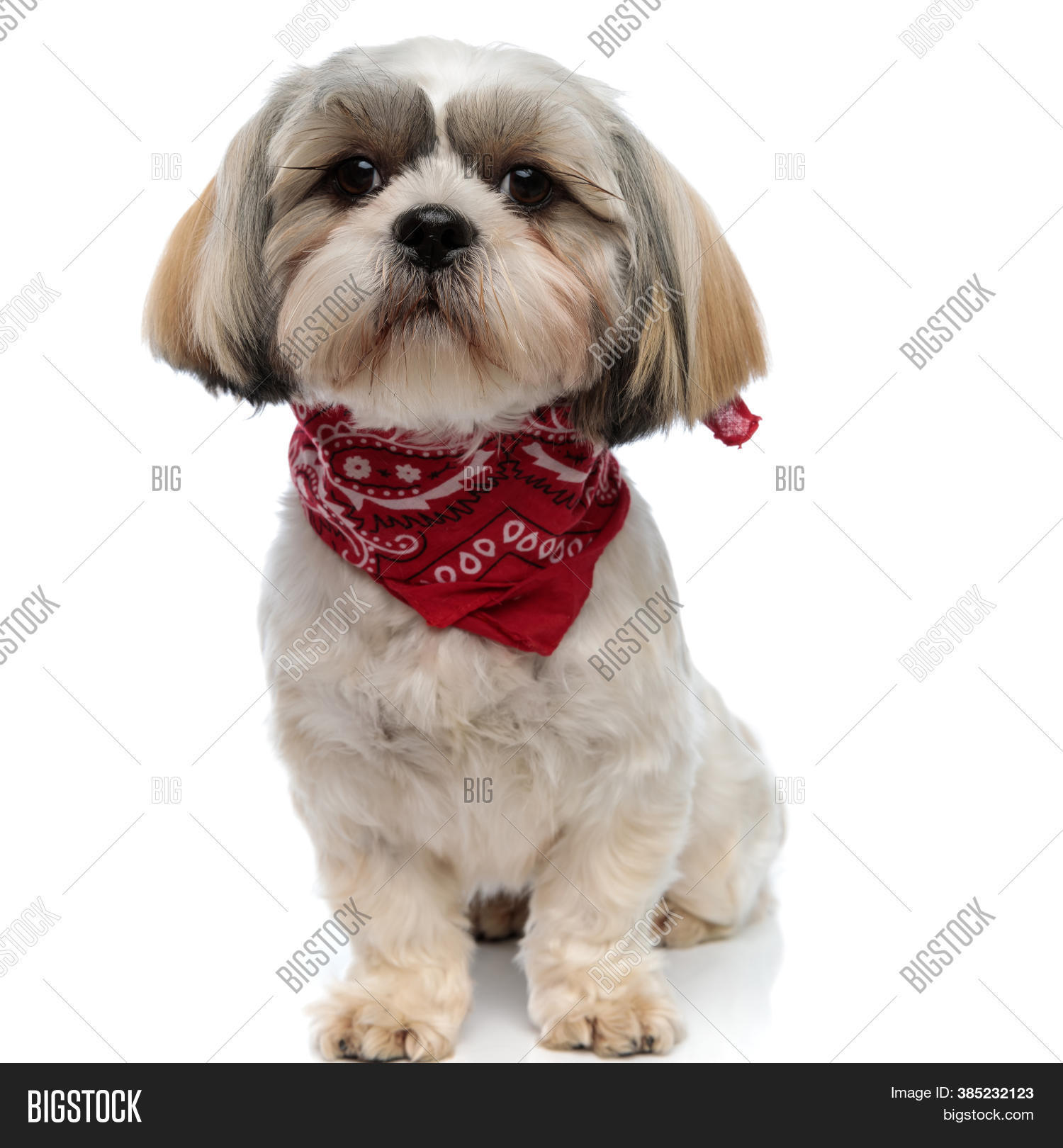 Dutiful Shih Tzu Puppy Image & Photo (Free Trial) | Bigstock
