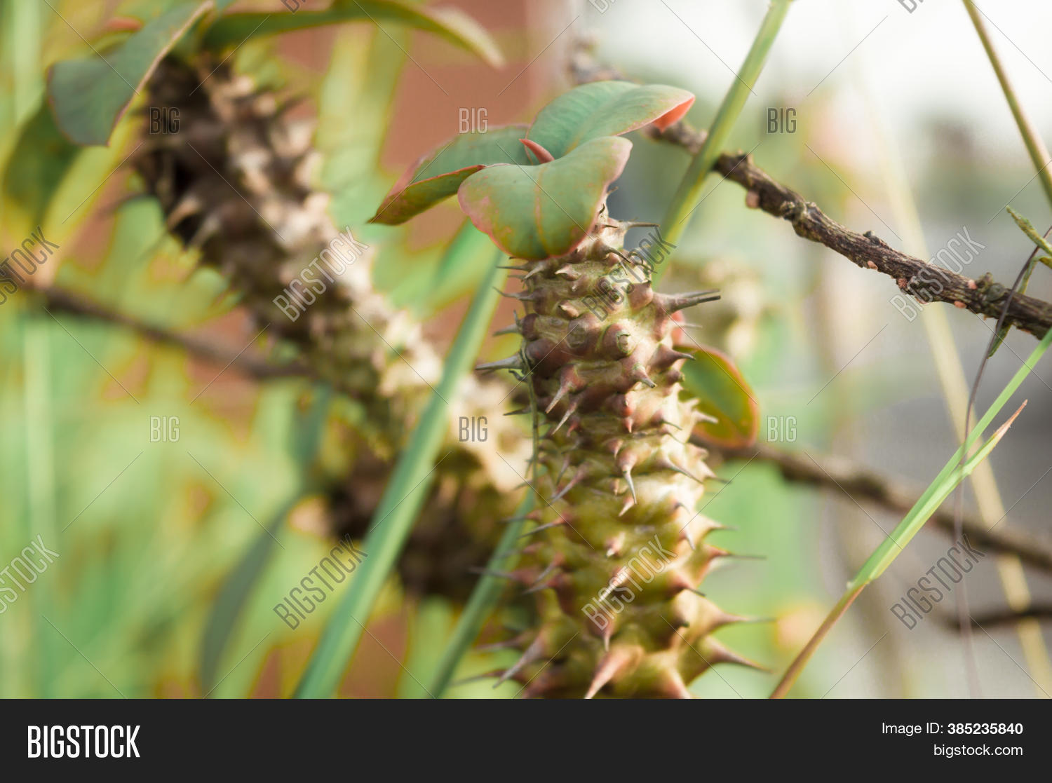 Close Spiked Sharp Image & Photo (Free Trial) | Bigstock