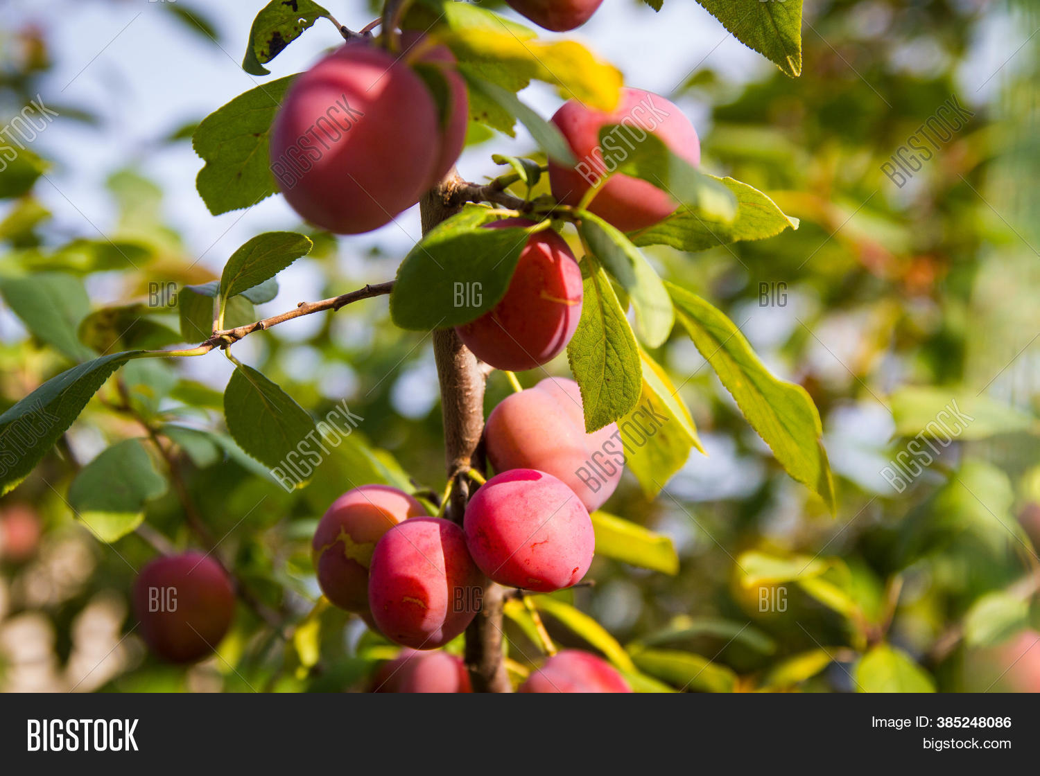 Purple Plum Berries Image & Photo (Free Trial) | Bigstock