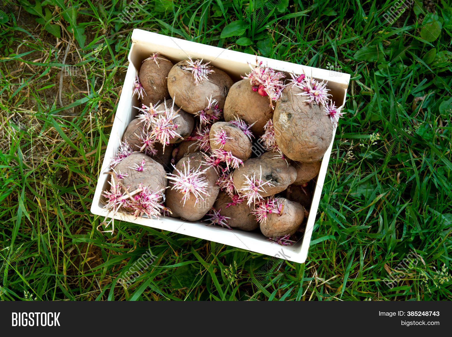 Potatoes Large Roots. Image & Photo (Free Trial) | Bigstock