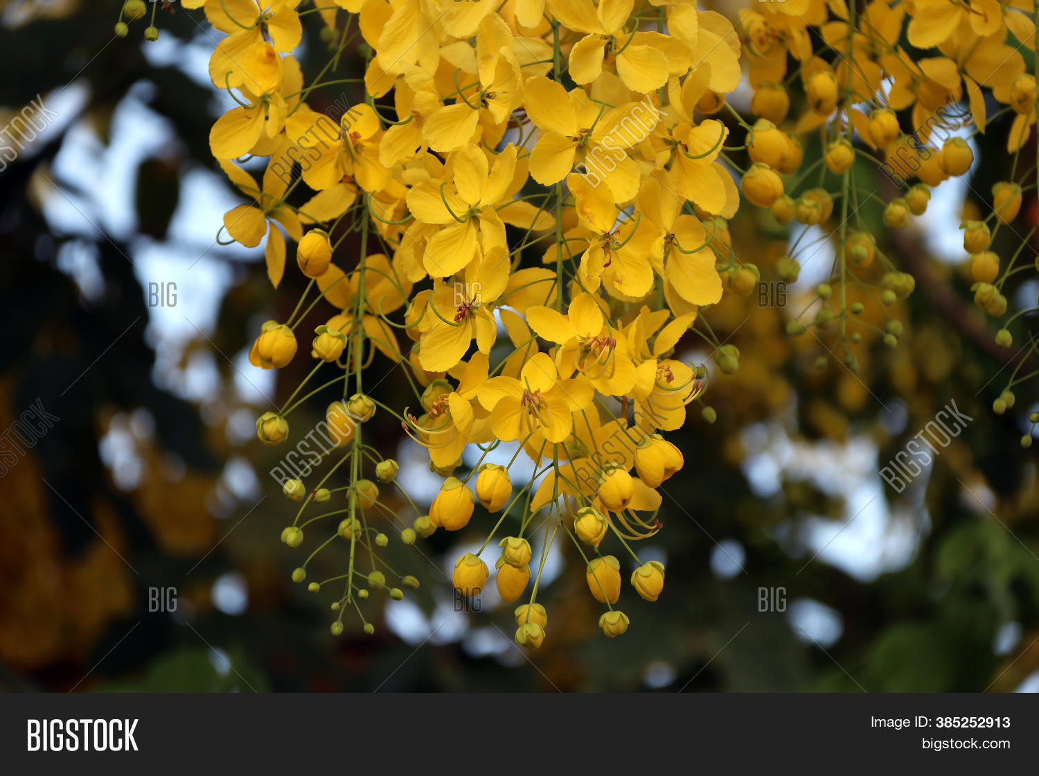 Yellow Golden Shower Image & Photo (Free Trial) | Bigstock
