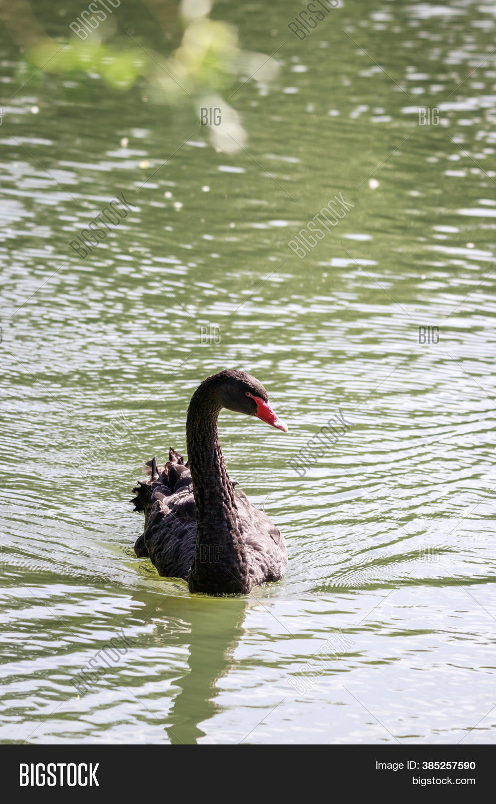 Black Swan Red Beak Image & Photo (Free Trial) | Bigstock