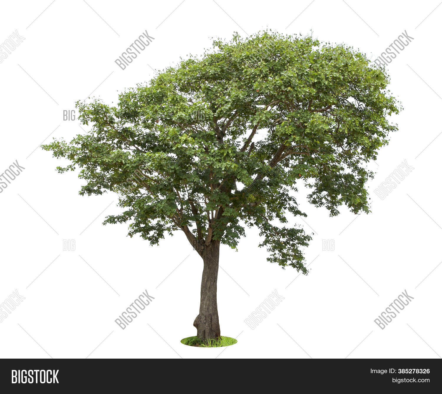 Isolated Tree On White Image & Photo (Free Trial) | Bigstock