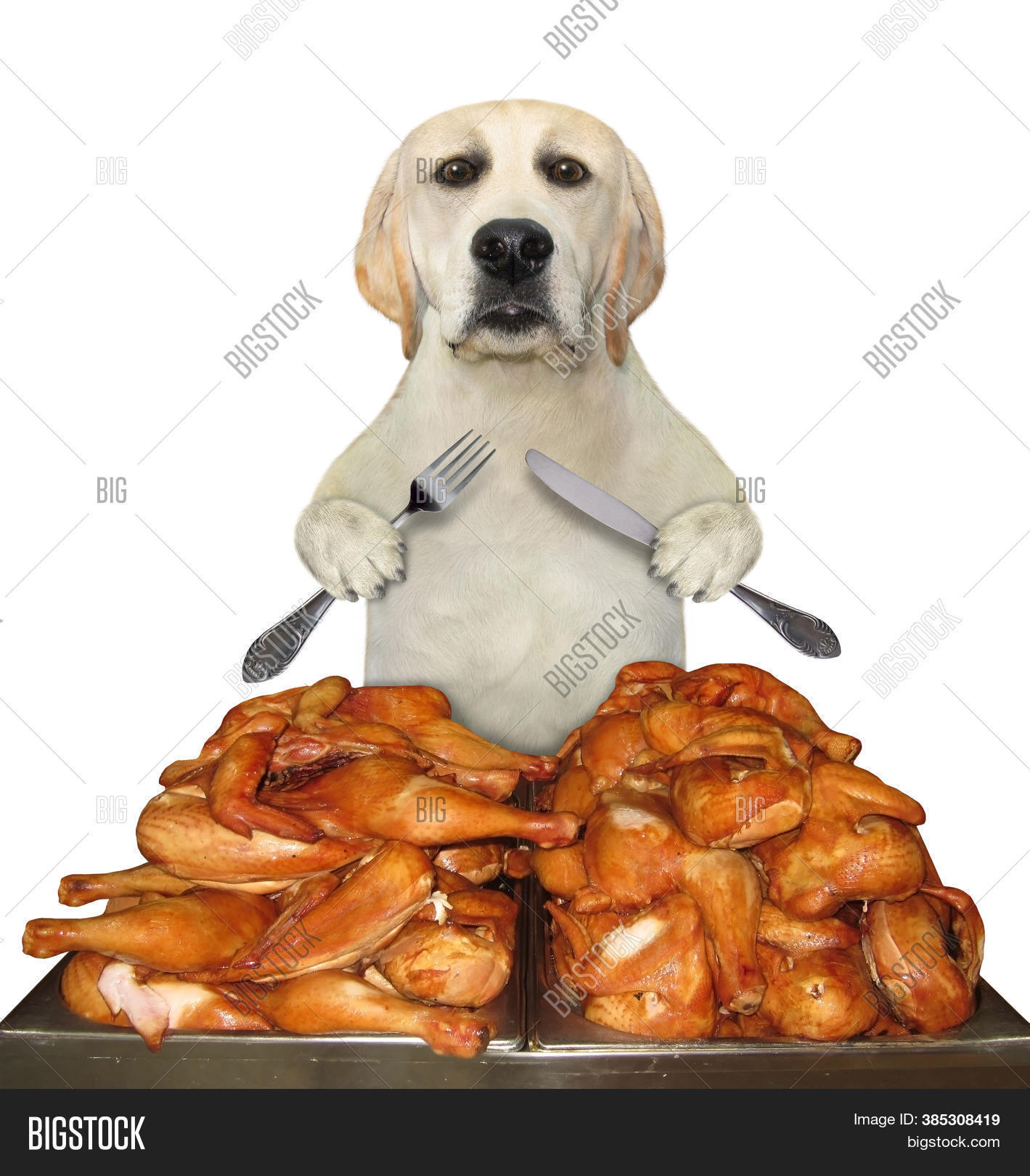 Dog Knife Fork Eating Image & Photo (Free Trial) | Bigstock