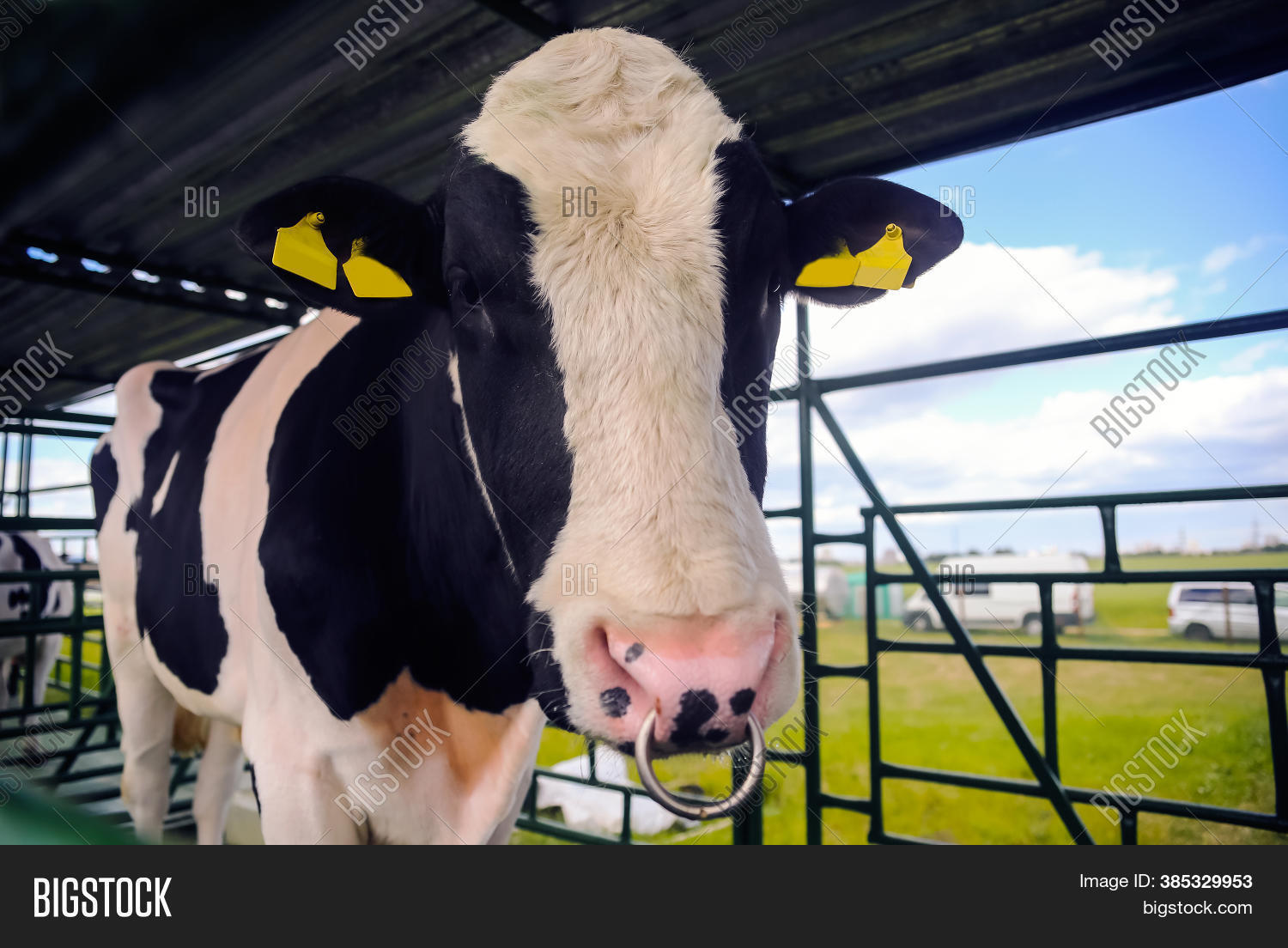 Raising Cows Milk Image & Photo (Free Trial) | Bigstock