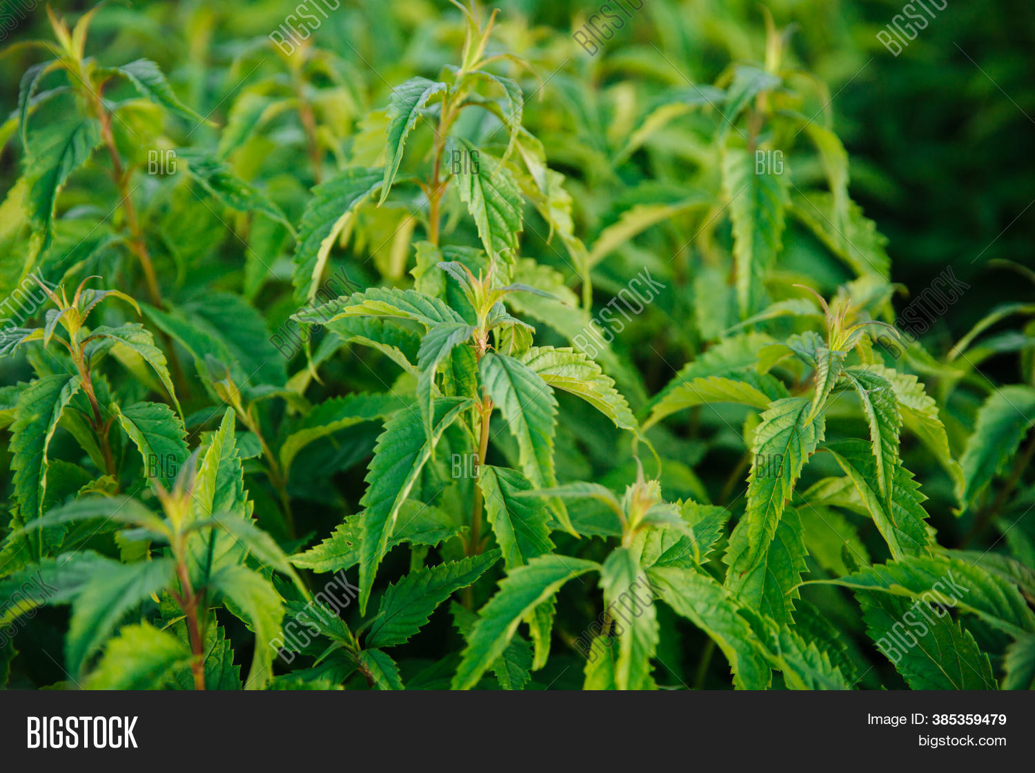 Fresh Green Mint Image & Photo (Free Trial) | Bigstock