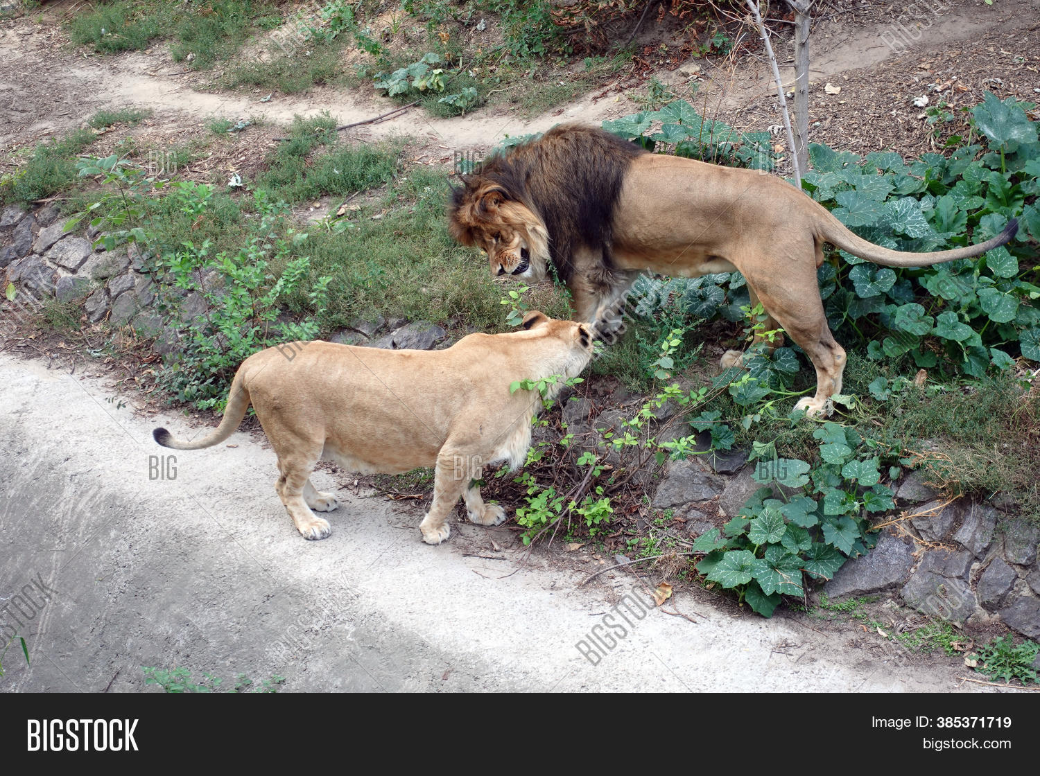 Lion Lioness Together Image & Photo (Free Trial) | Bigstock