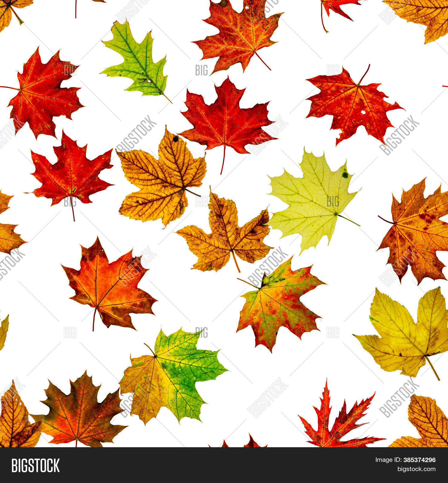 Autumn Leaves White Image & Photo (Free Trial) | Bigstock