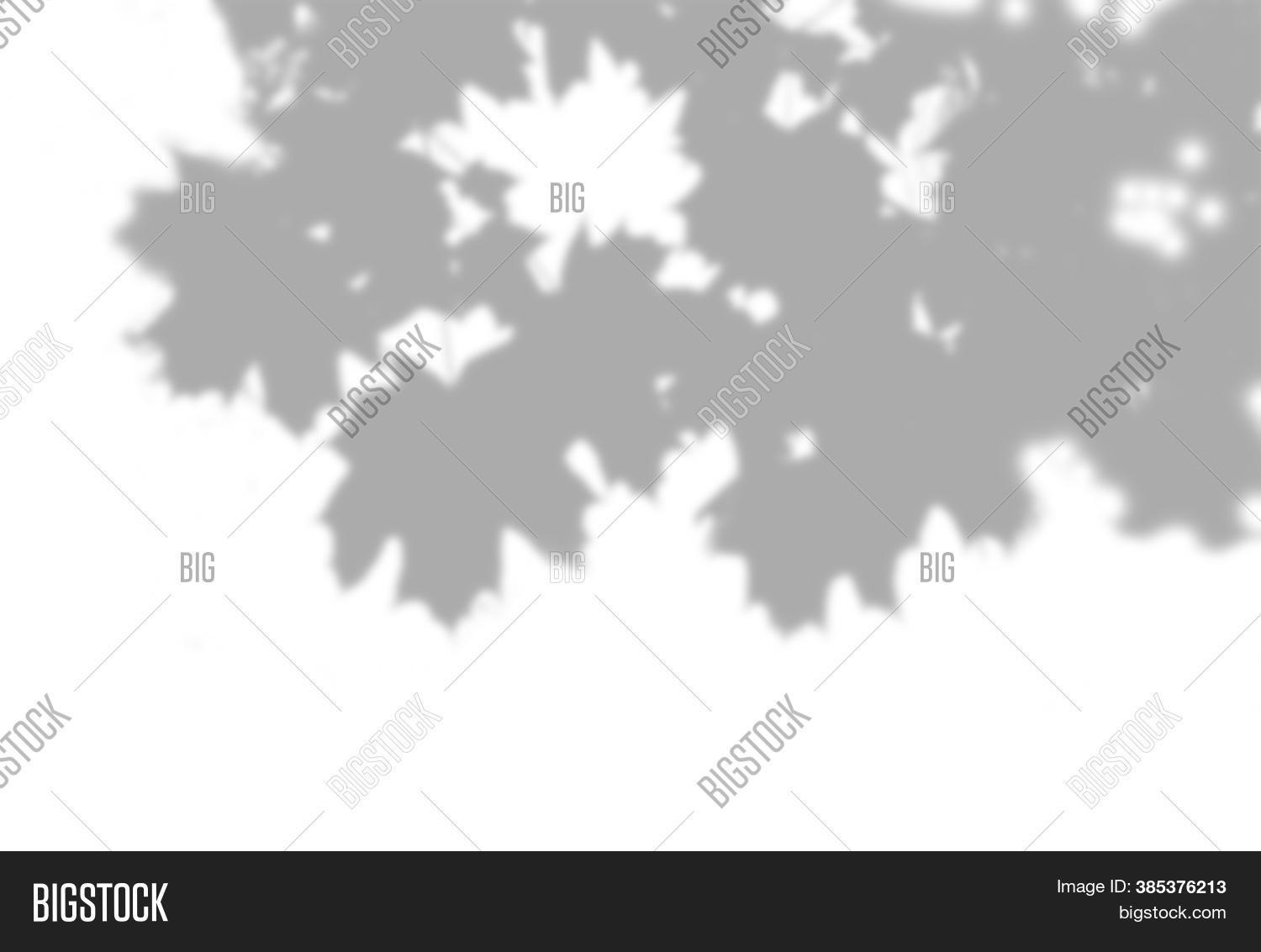 Shadow Maple Branch On Image & Photo (Free Trial) | Bigstock