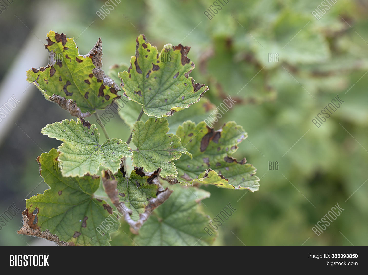 Blackcurrant Leaves Image & Photo (Free Trial) | Bigstock