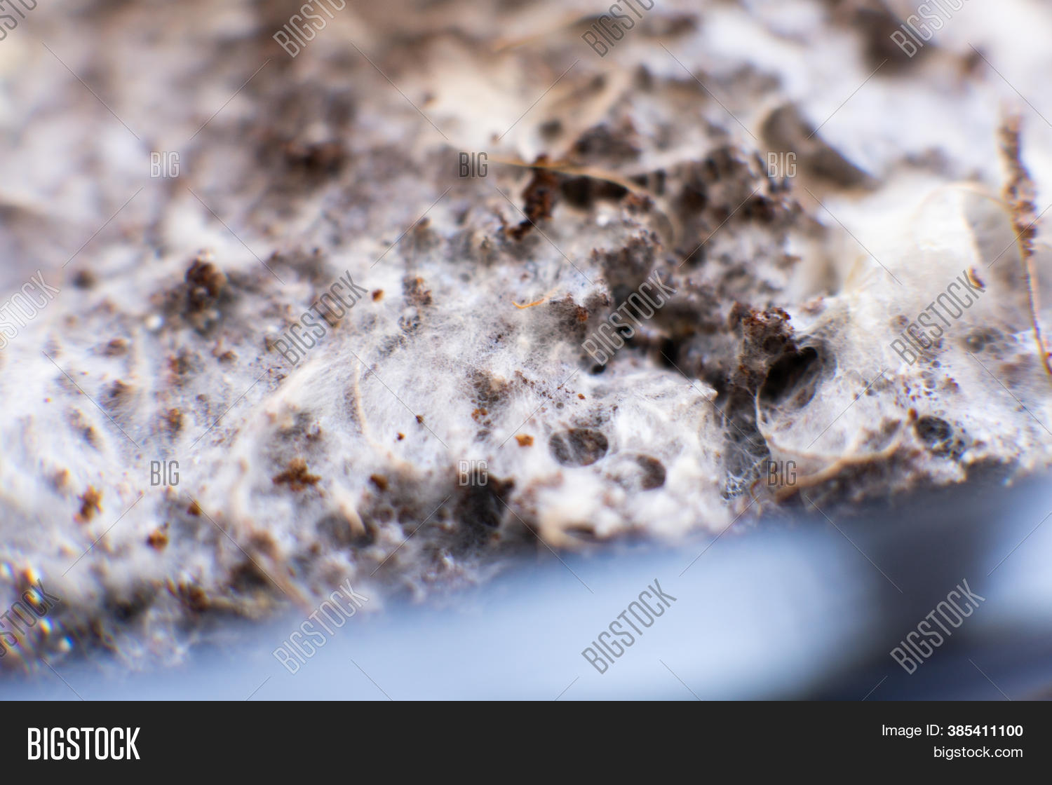 Growing Albino Strain Image & Photo (Free Trial) | Bigstock