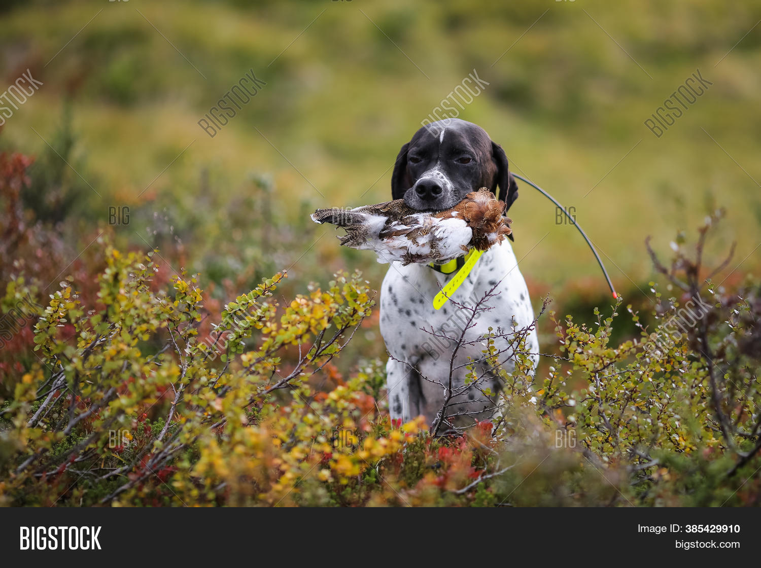 Dog English Pointer Image & Photo (Free Trial) | Bigstock