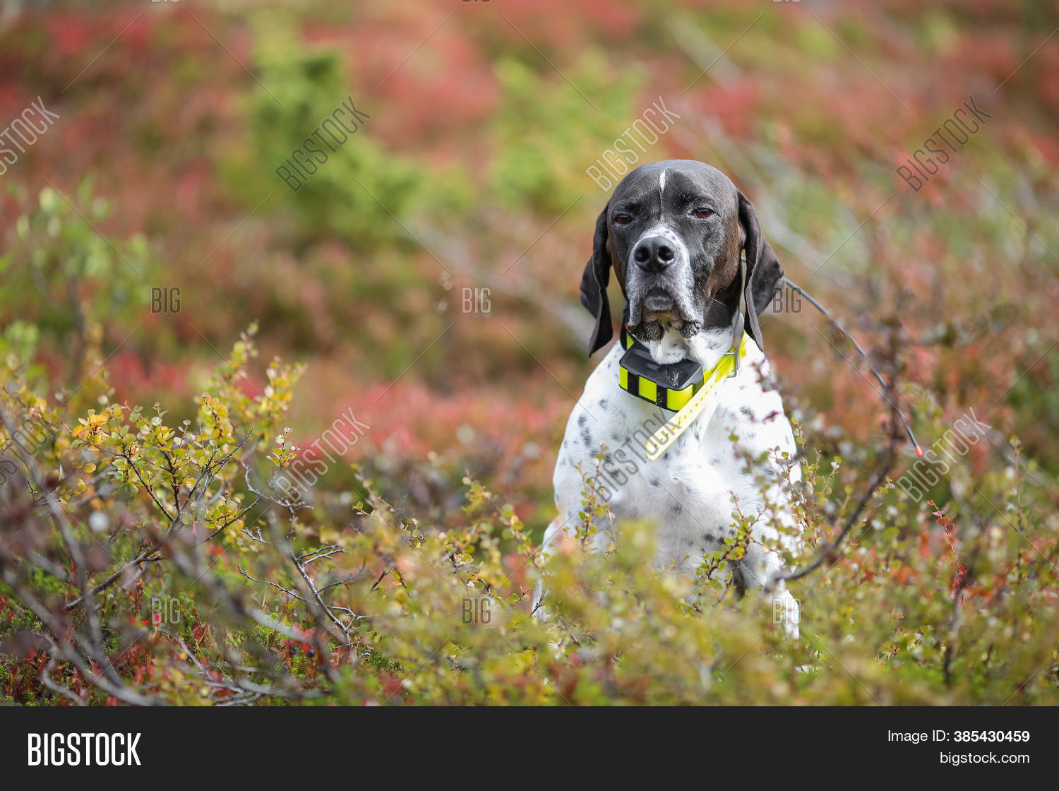 Dog English Pointer Image & Photo (Free Trial) | Bigstock