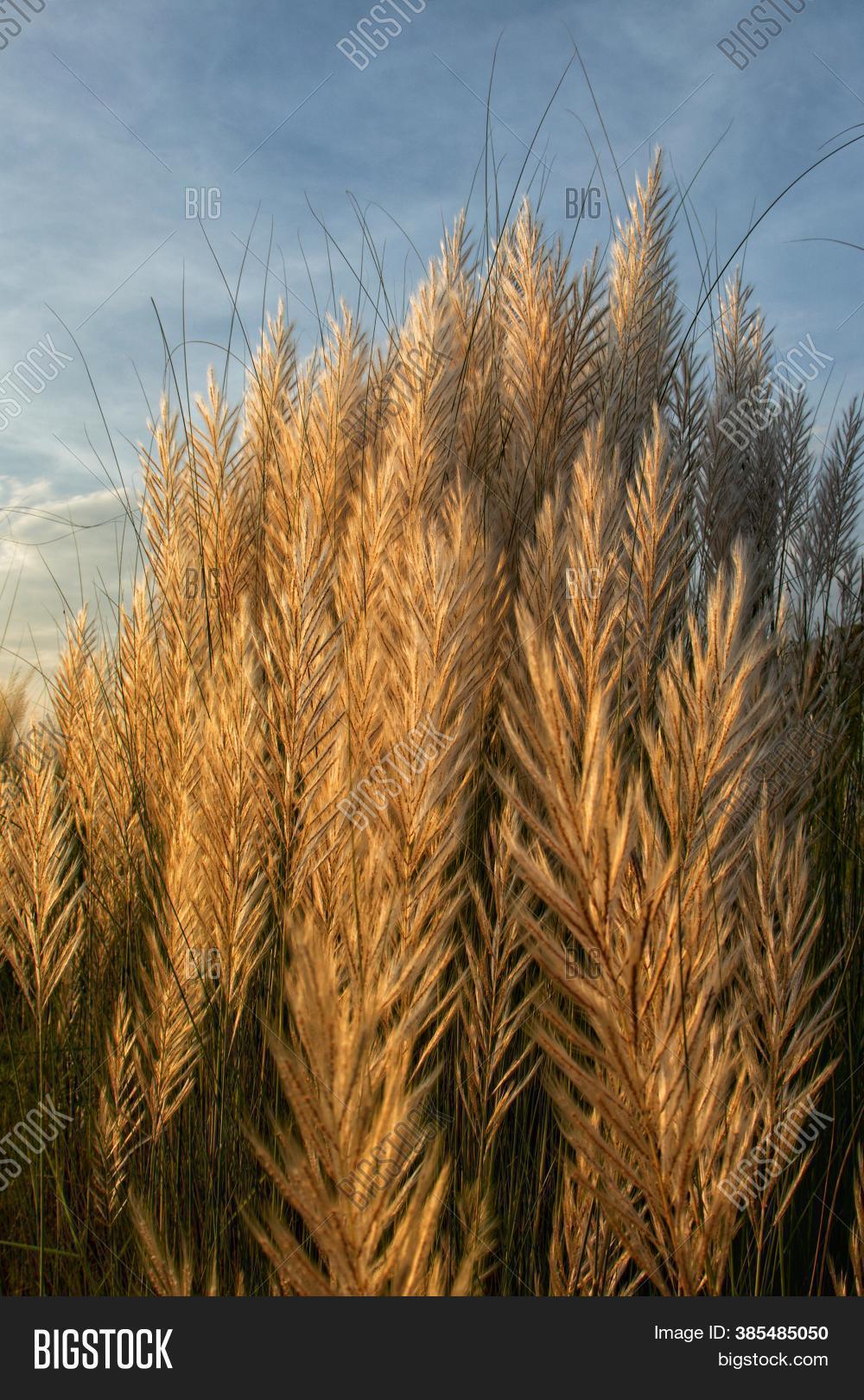 Saccharum Spontaneum Image & Photo (Free Trial) | Bigstock