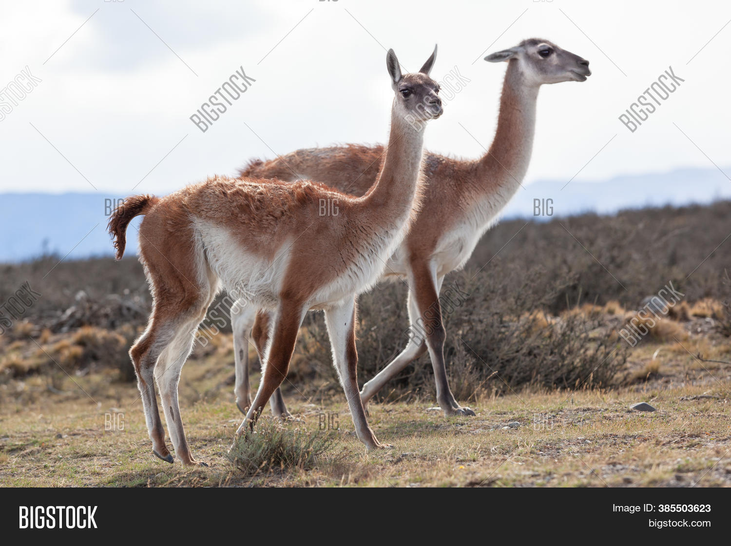 Wild Guanaco Torres Image & Photo (Free Trial) | Bigstock