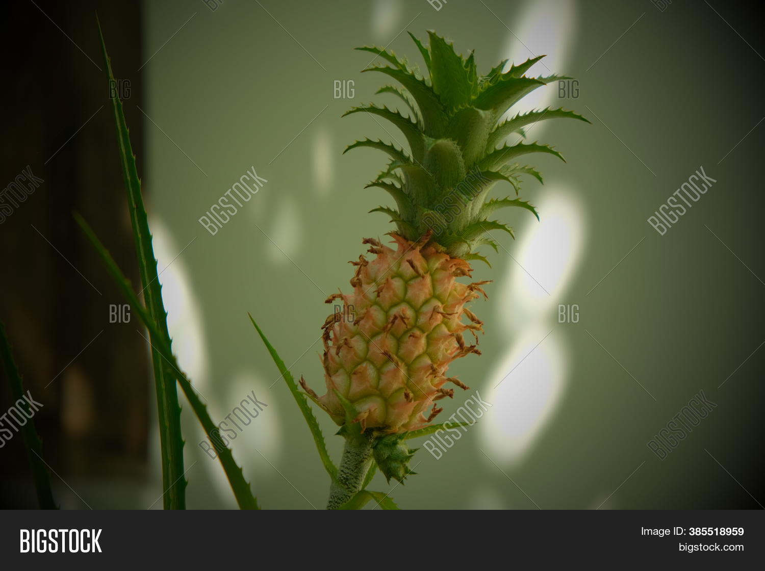 Small Dwarf Pineapple Image & Photo (Free Trial) | Bigstock