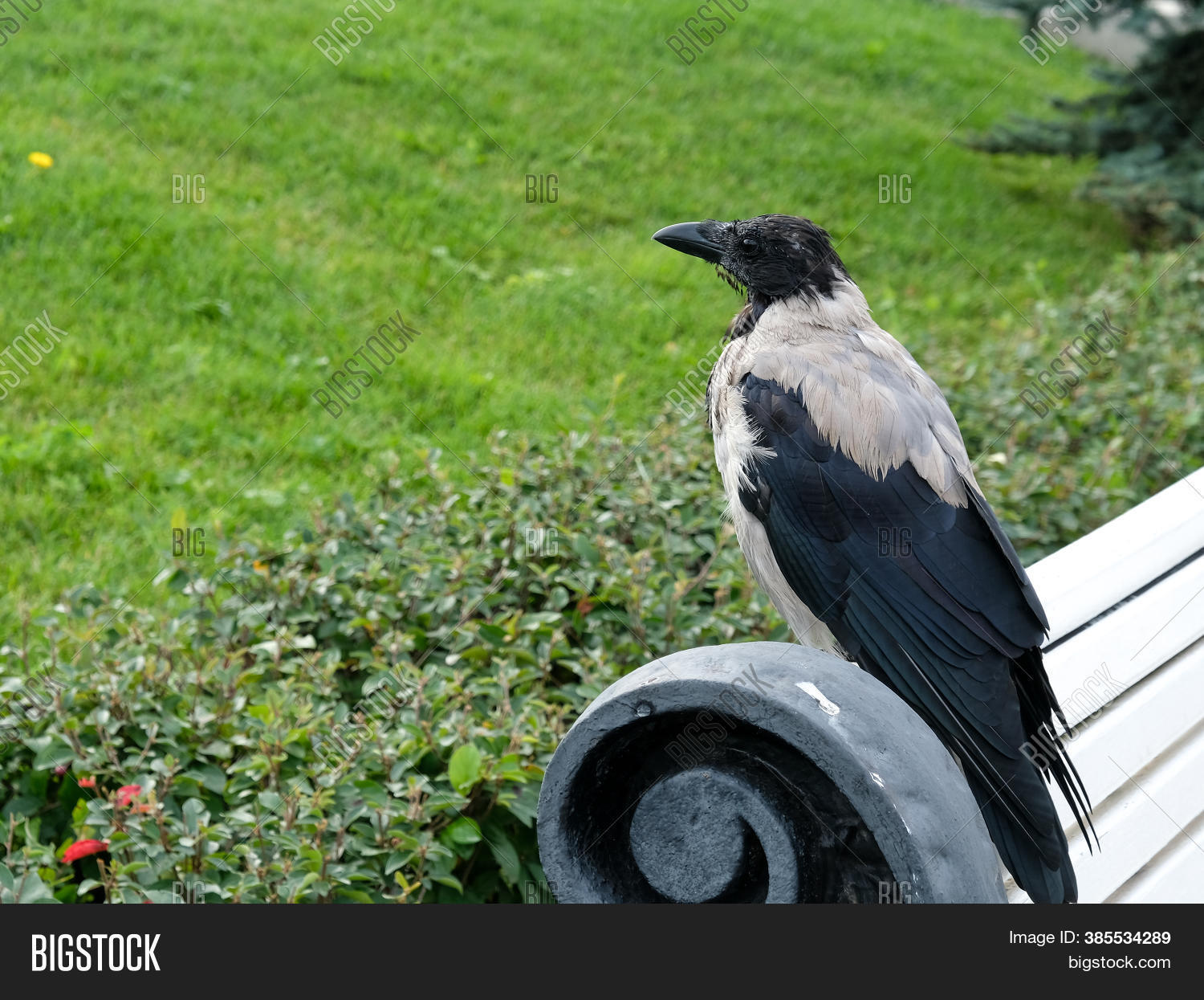 Big Crow Sitting On Image & Photo (Free Trial) | Bigstock