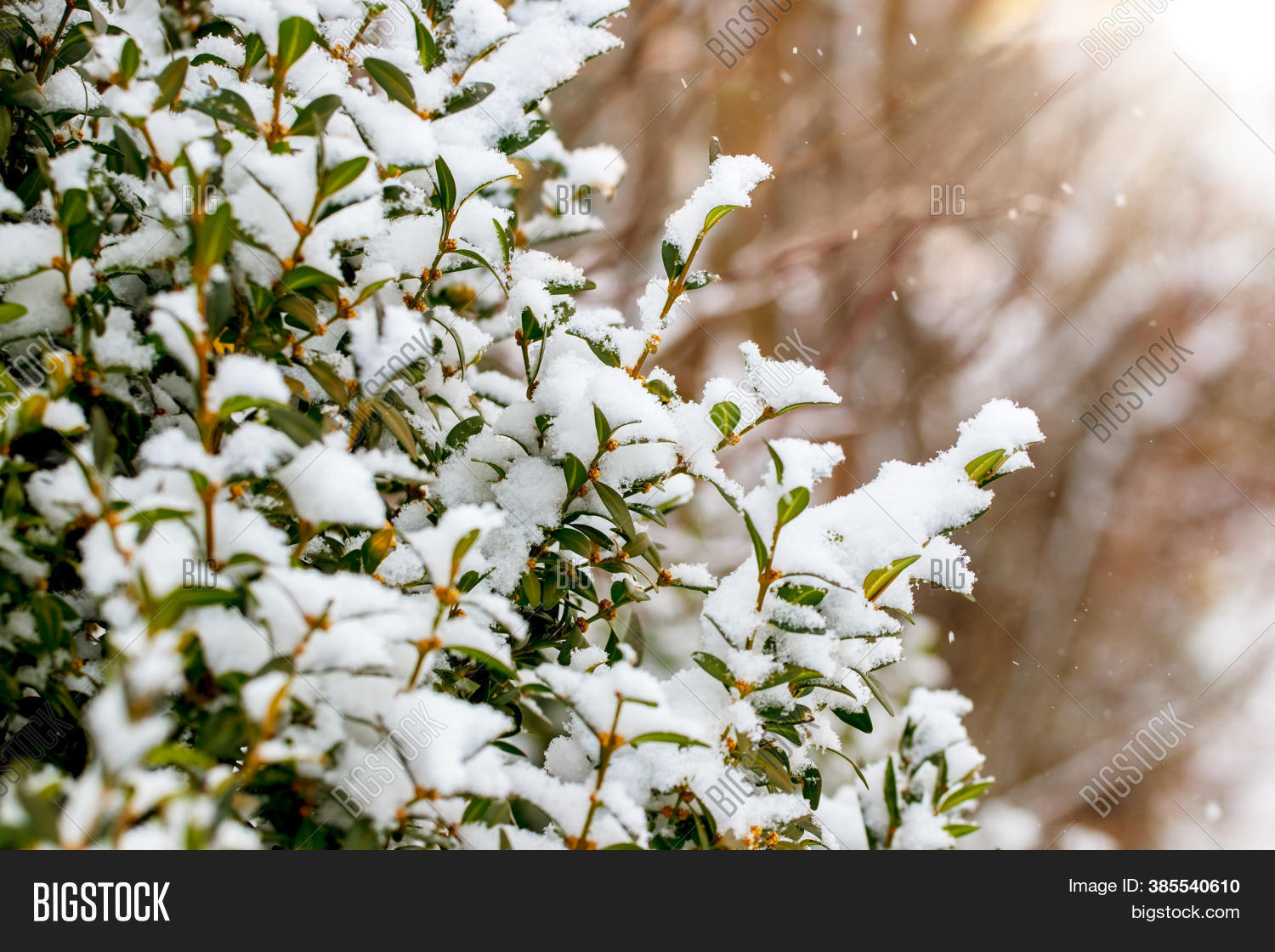 Snow-covered Boxwood Image & Photo (Free Trial) | Bigstock
