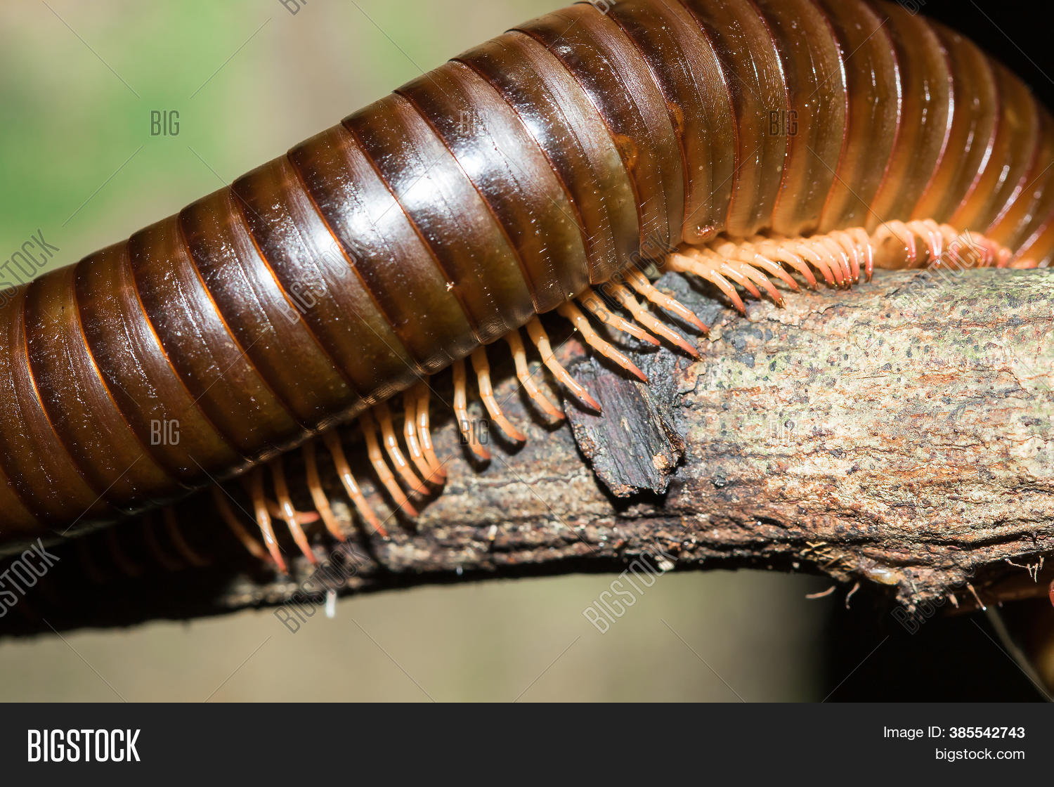 Millipede Legs On Image & Photo (Free Trial) | Bigstock