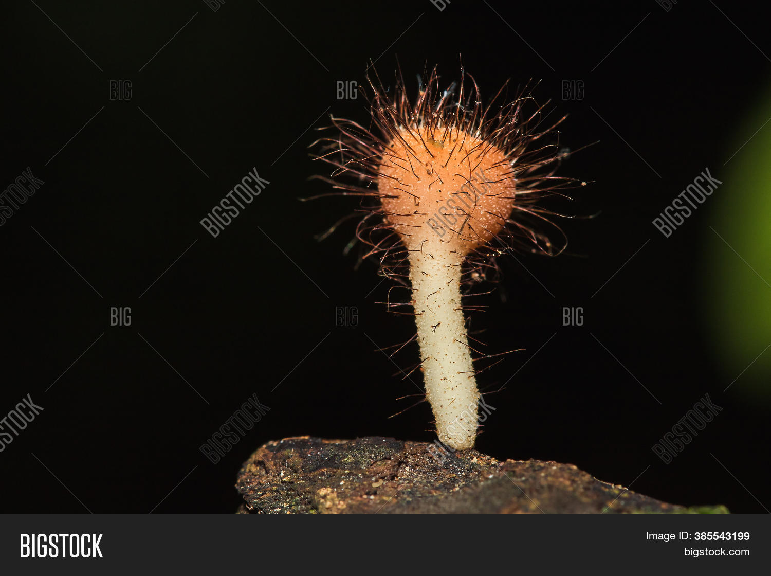 Cookeina Sulcipes On Image & Photo (Free Trial) | Bigstock