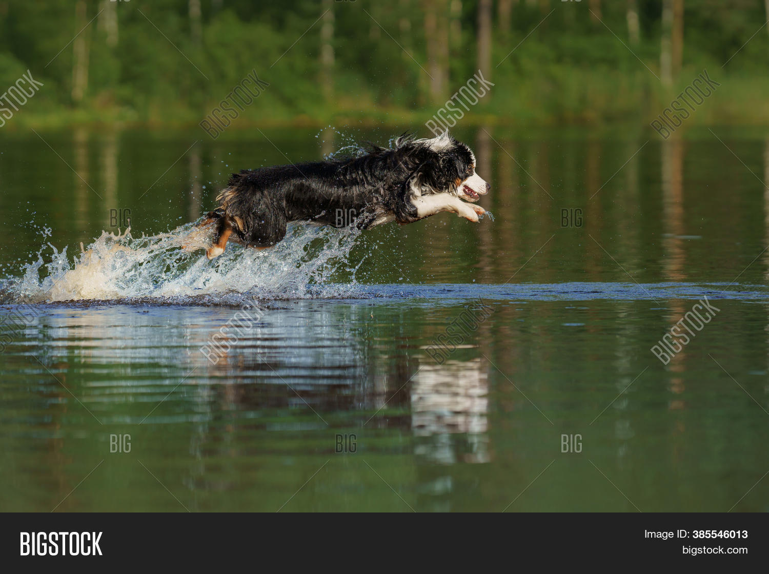 Dog Jumps Into Water. Image & Photo (Free Trial) | Bigstock