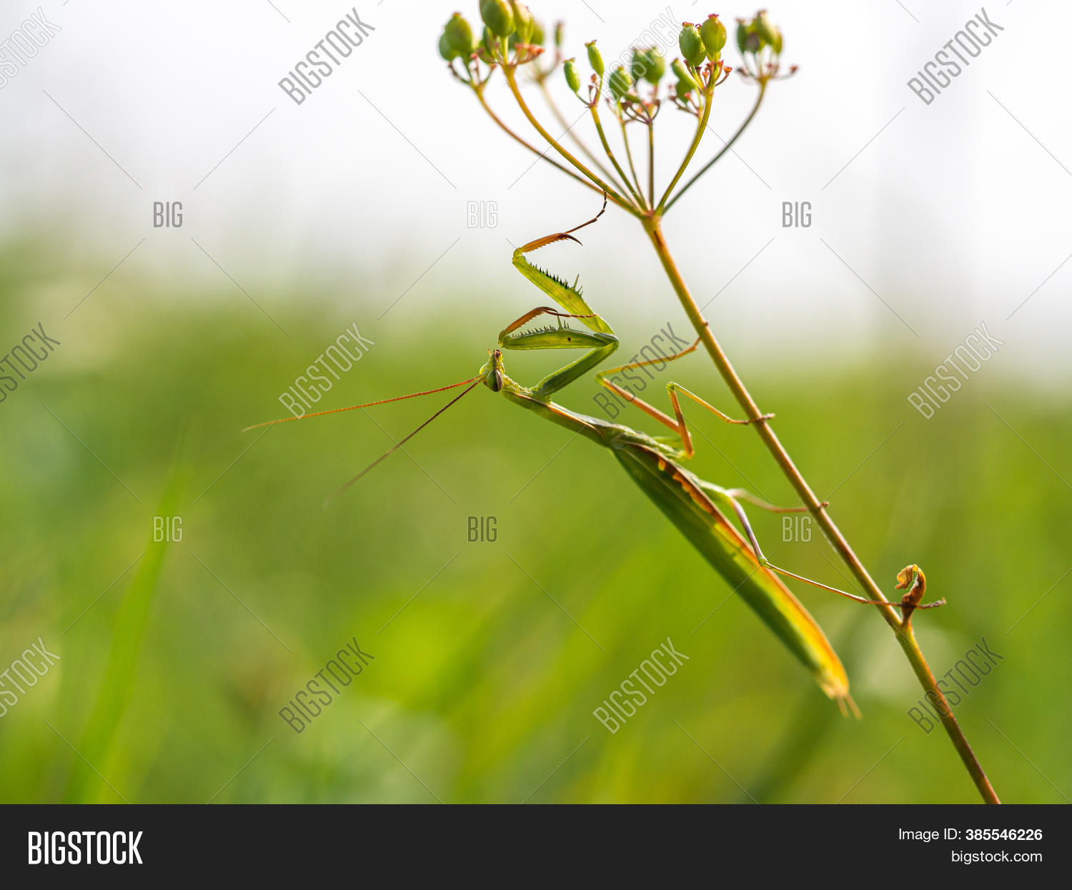 Praying Mantis (mantis Image & Photo (Free Trial) | Bigstock