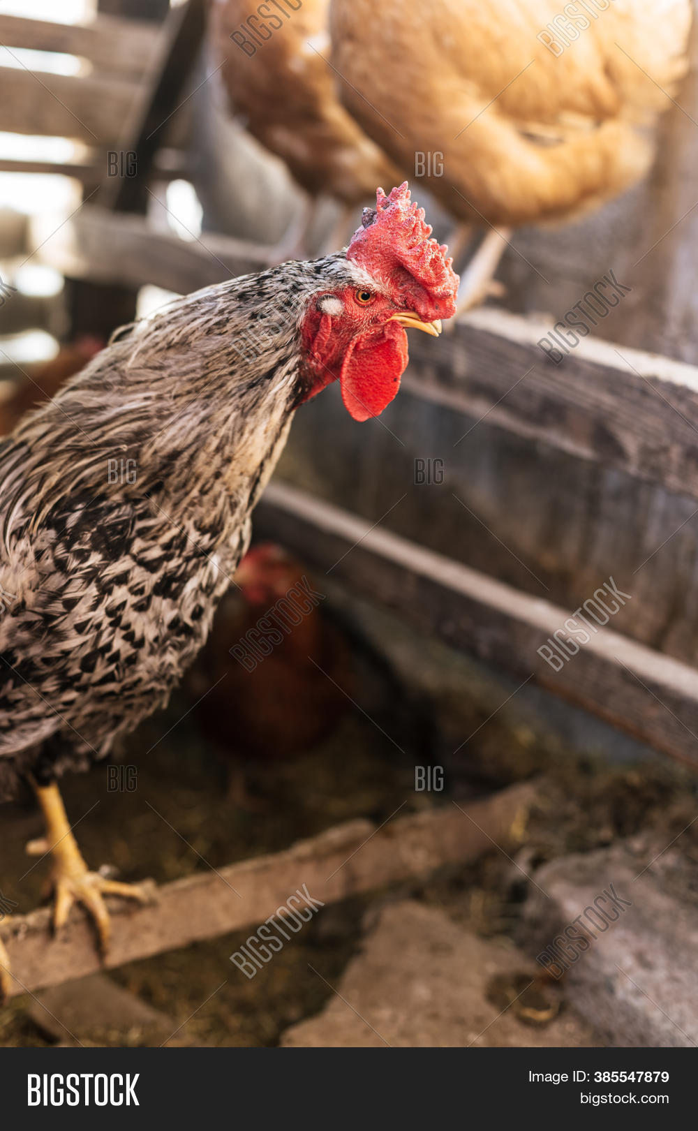 Breeding Chickens Image & Photo (Free Trial) | Bigstock