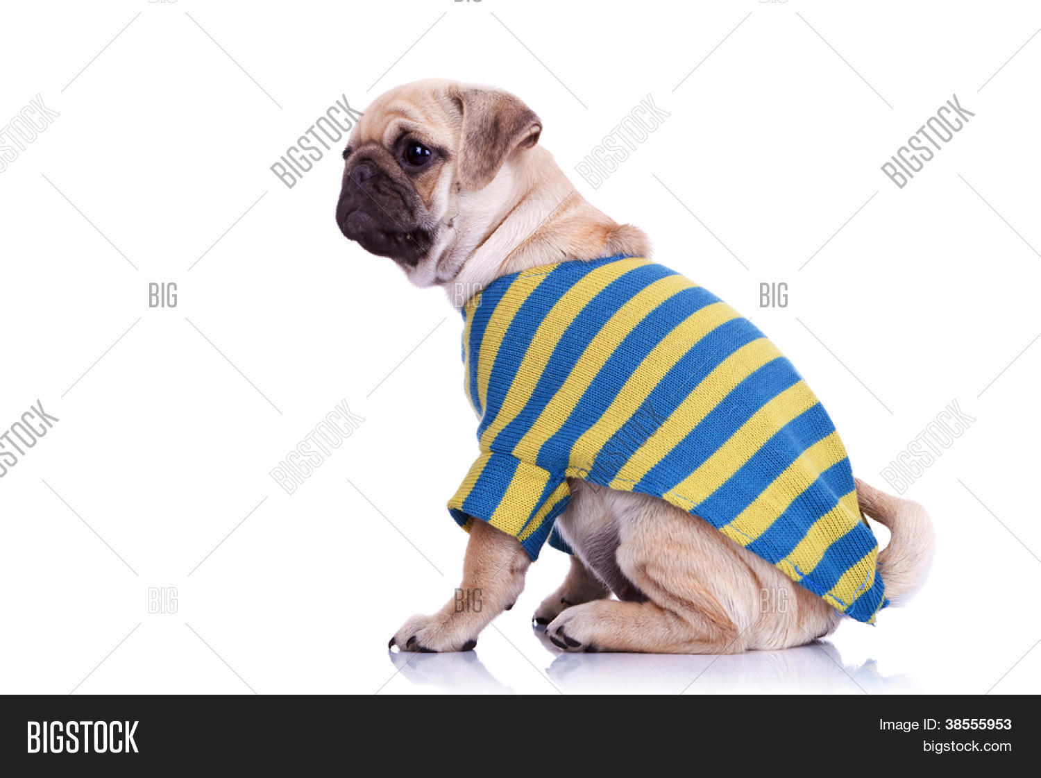 Side View Cute Pug Image & Photo (Free Trial) | Bigstock