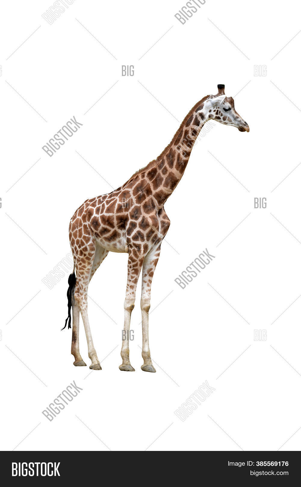 Isolated Giraffe. All Image & Photo (Free Trial) | Bigstock