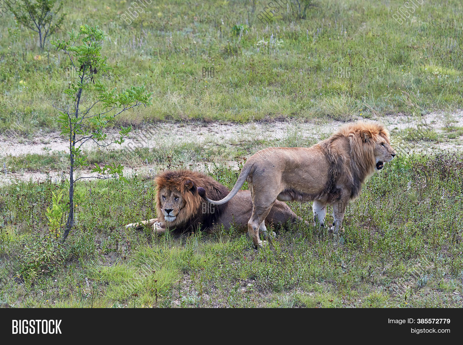 Two Lions On Prairie, Image & Photo (Free Trial) | Bigstock