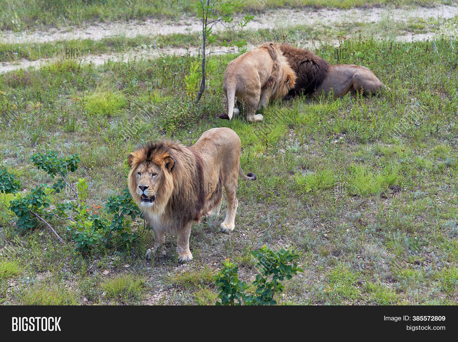 Lions On Prairie Image & Photo (Free Trial) | Bigstock