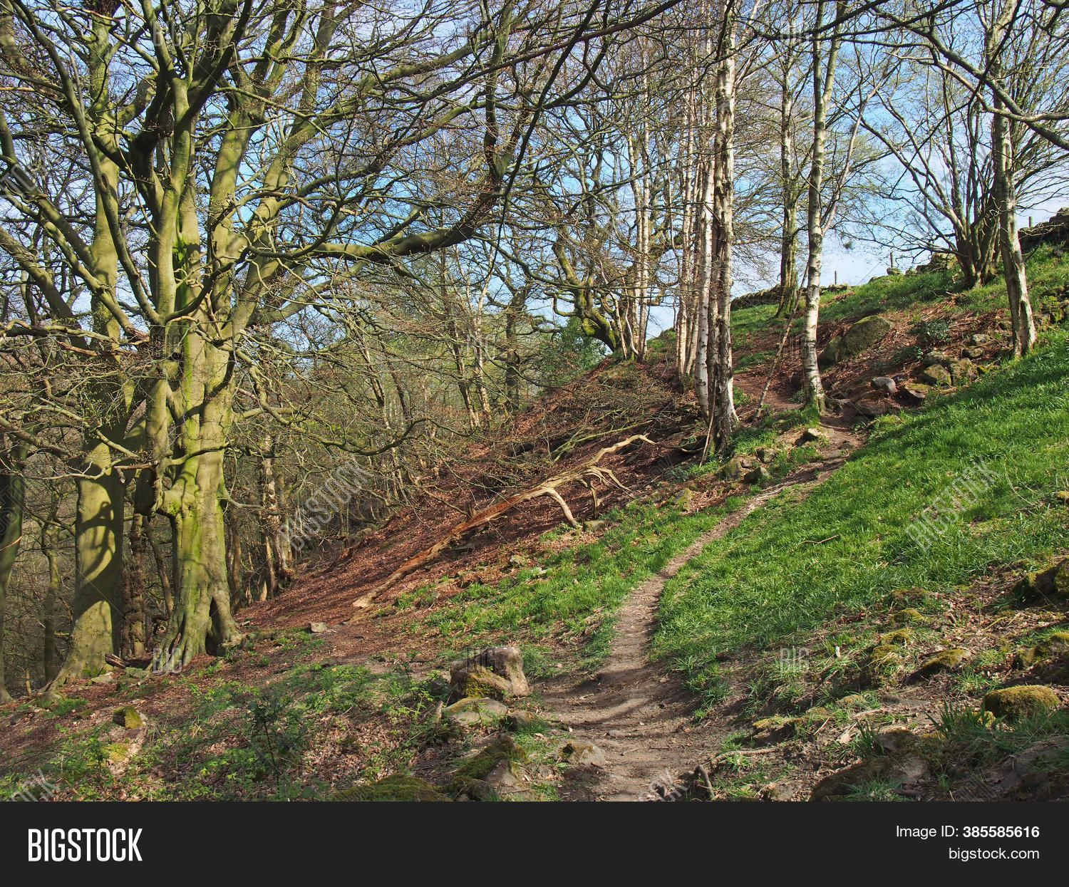 Early Spring Woodland Image & Photo (Free Trial) | Bigstock