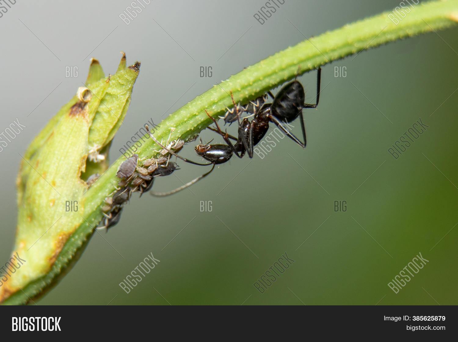 Ants Aphids Have Image & Photo (Free Trial) | Bigstock