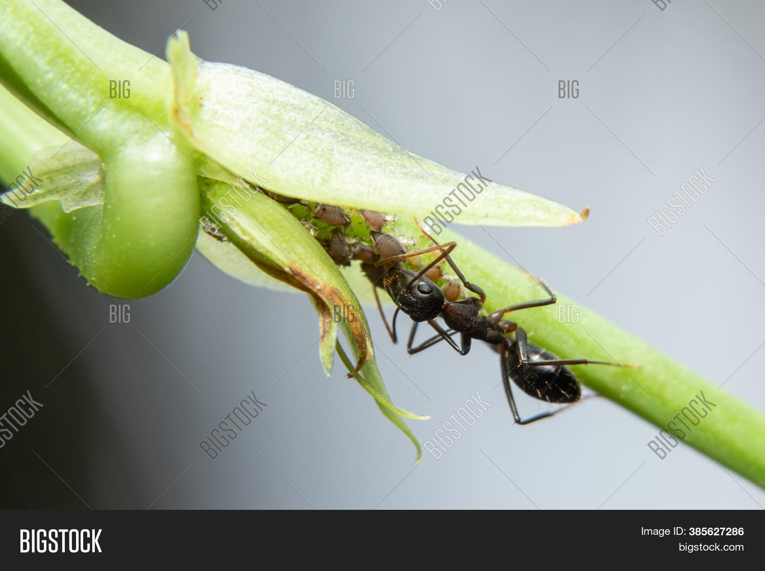 Symbiotic Ants Aphids Image & Photo (Free Trial) | Bigstock
