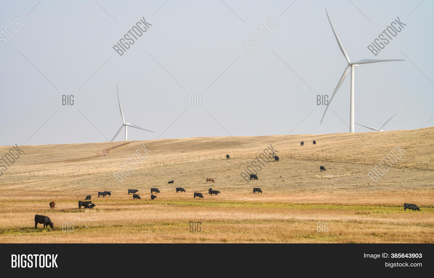 Wind Turbines Cattle Image & Photo (Free Trial) | Bigstock