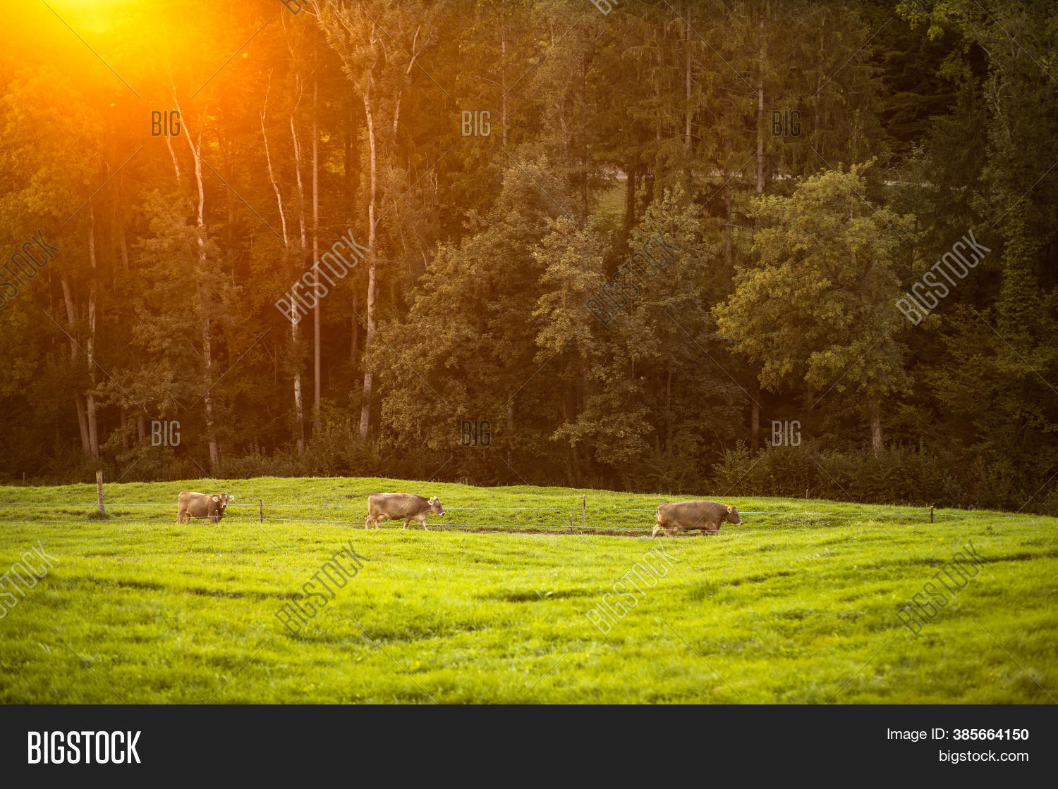 Cows Going Home Image & Photo (Free Trial) | Bigstock