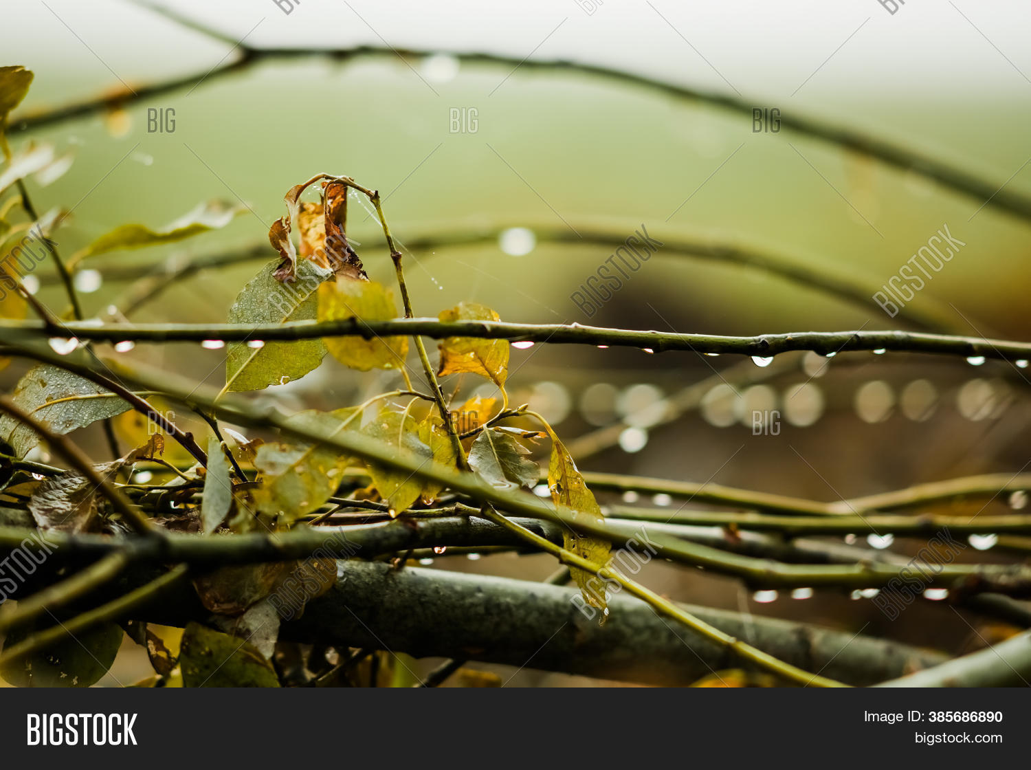 Rainy Autumn Day Tree Image & Photo (Free Trial) | Bigstock