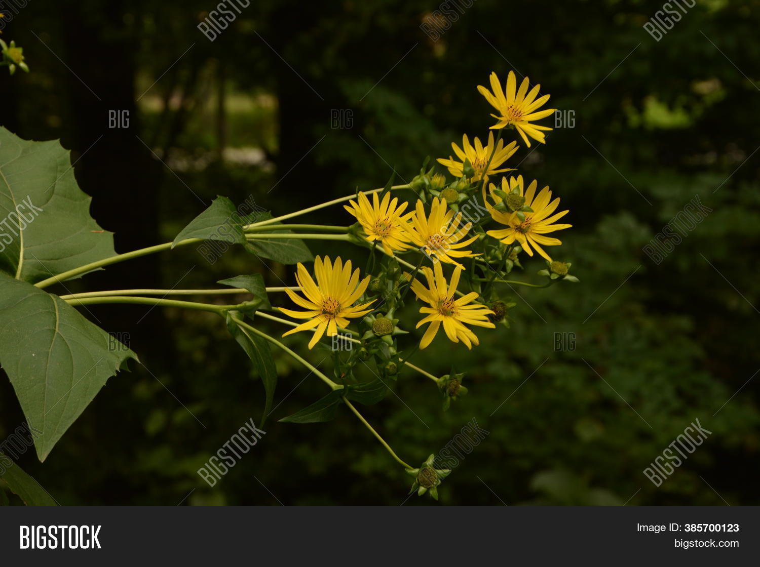 Blossoms Cup Plant Image & Photo (Free Trial) | Bigstock