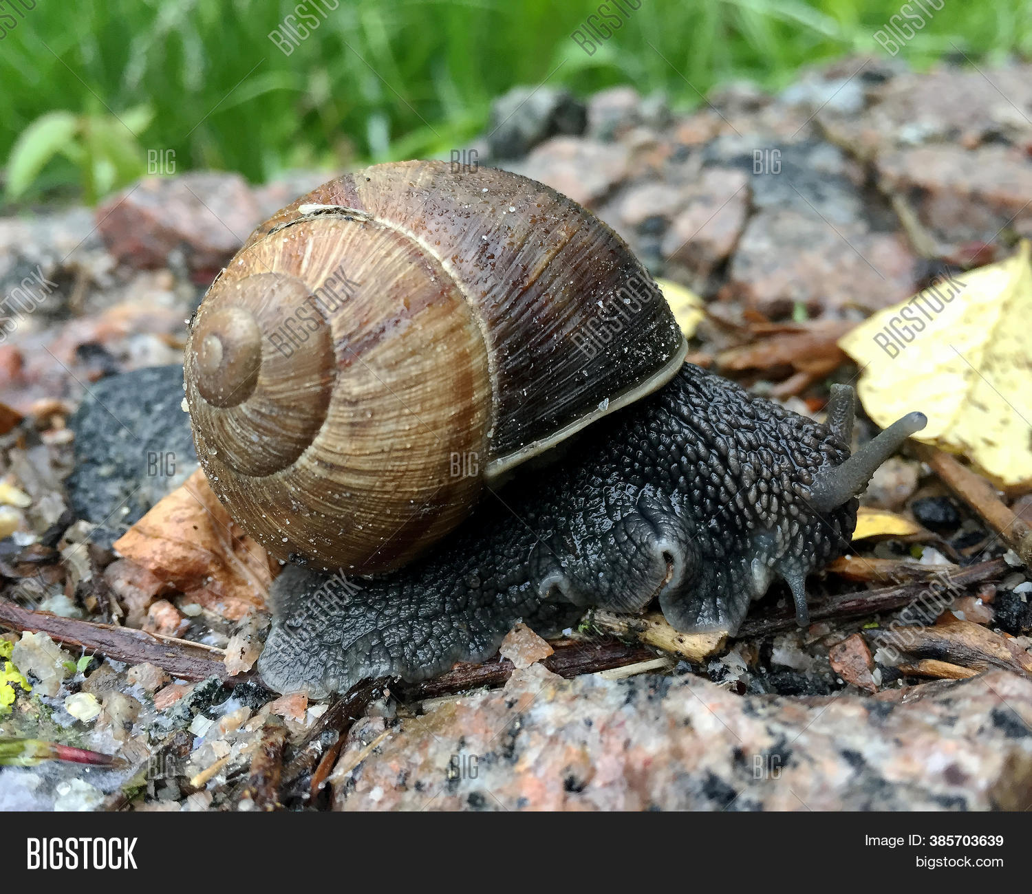 Small Garden Snail Image & Photo (Free Trial) | Bigstock