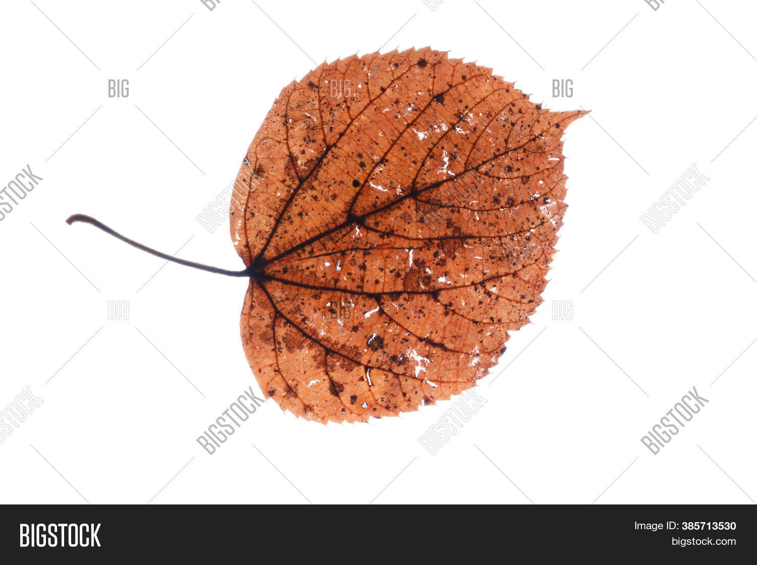 Brown Old Leaf Image & Photo (Free Trial) | Bigstock