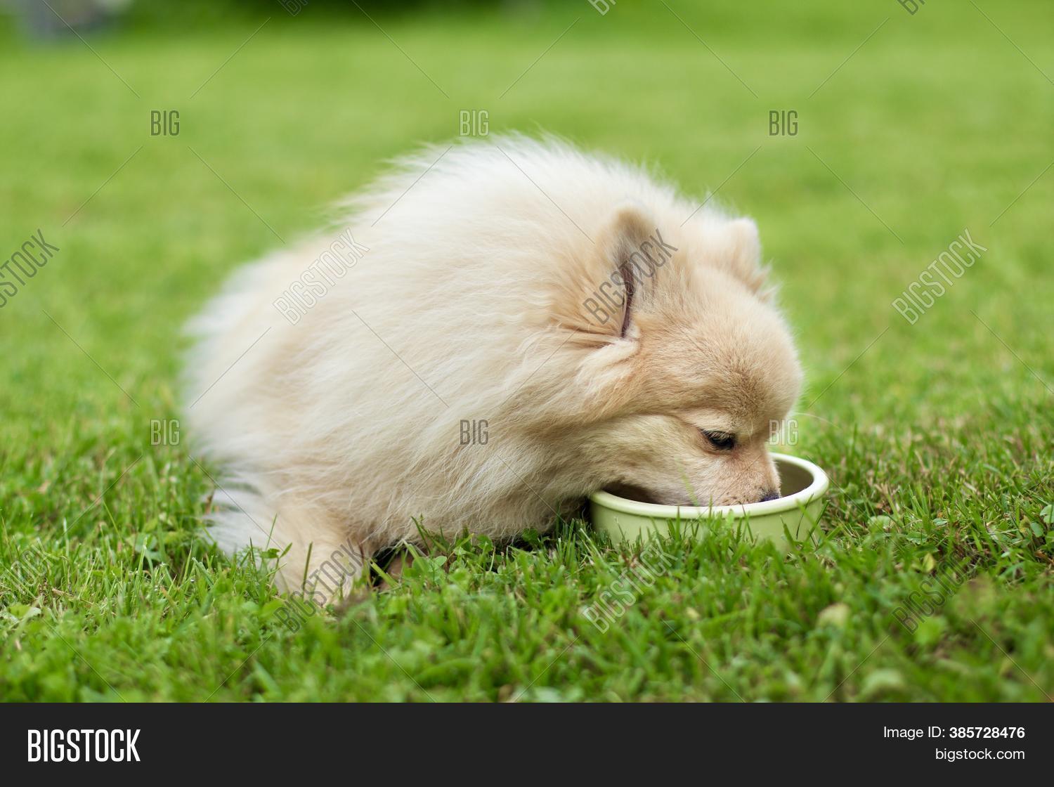 Small Cute Pomeranian Image & Photo (Free Trial) | Bigstock
