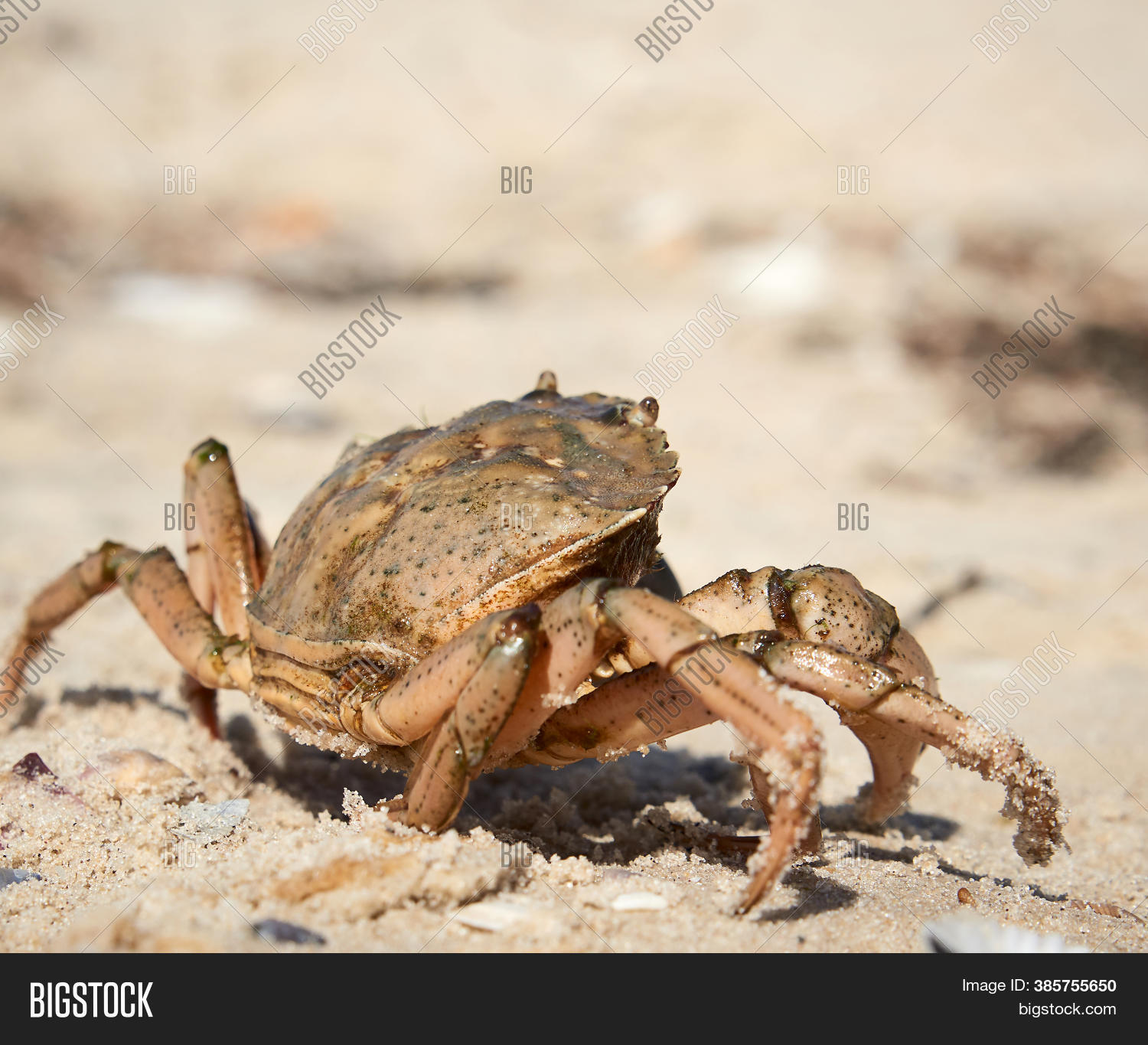 Live Crab On Sandy Image & Photo (Free Trial) | Bigstock