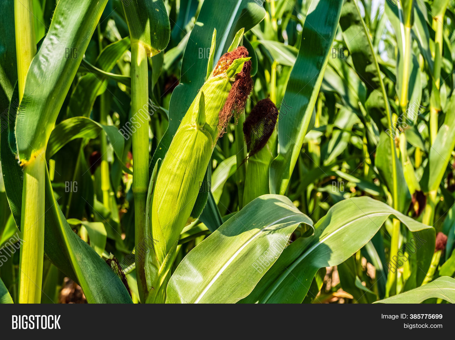 Young Corn On Stalk Image & Photo (Free Trial) | Bigstock