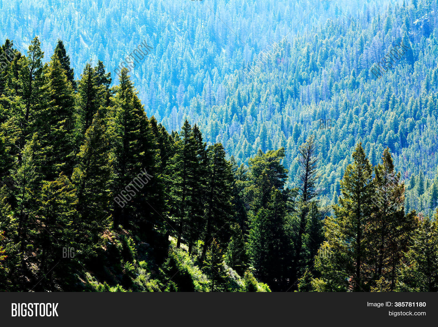 Pine Forest Wilderness Image & Photo (Free Trial) | Bigstock