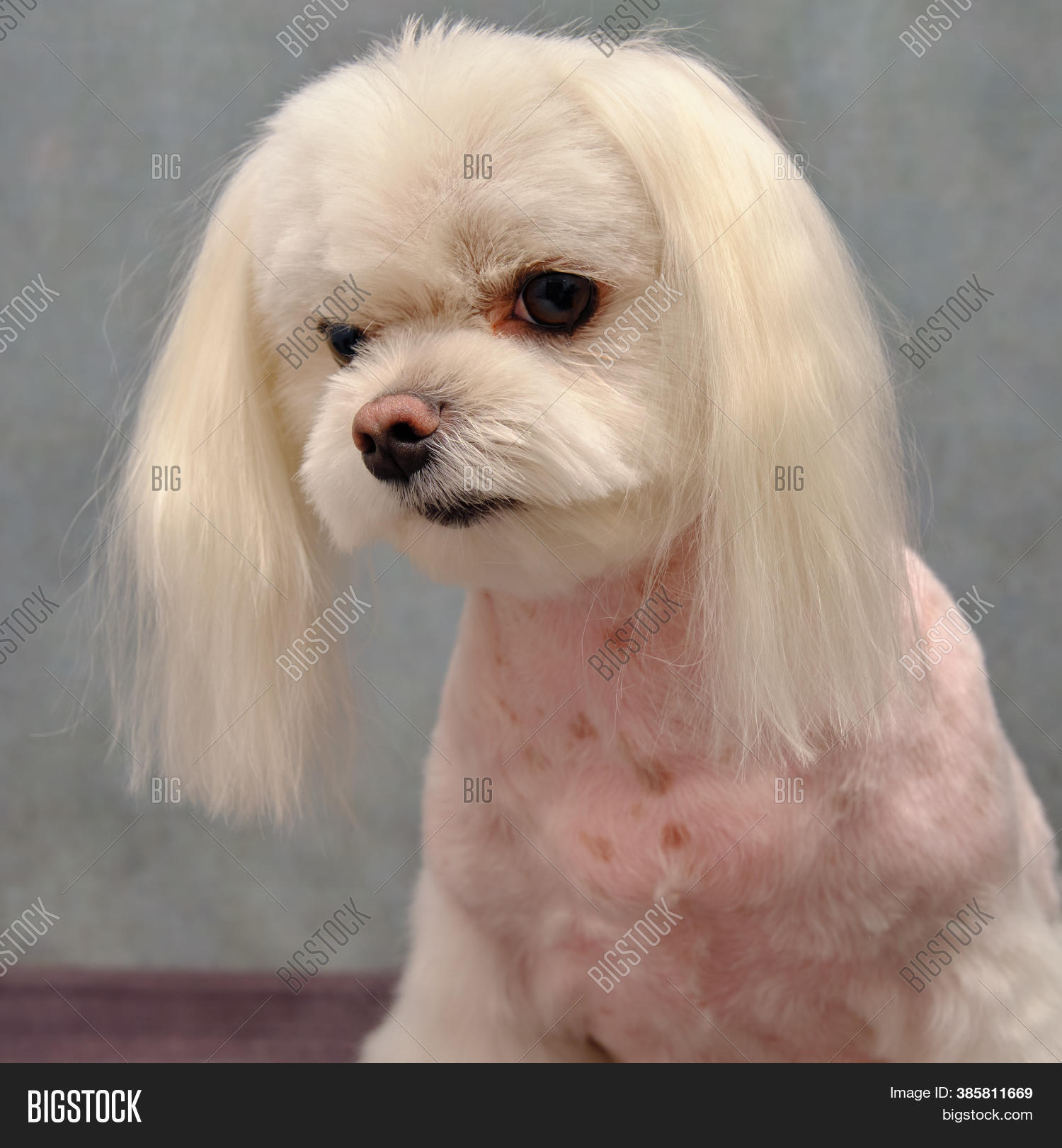 Maltese Dog Close-. Image & Photo (Free Trial) | Bigstock