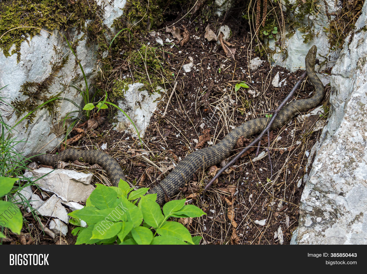 Dice Snake, Natrix Image & Photo (Free Trial) | Bigstock