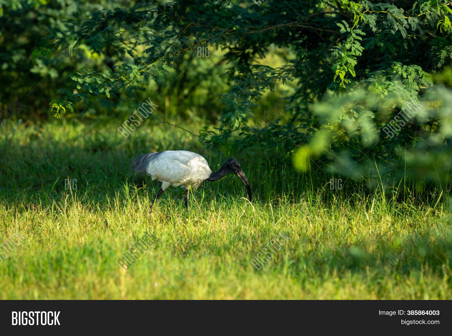 Black Headed Ibis Image & Photo (Free Trial) | Bigstock