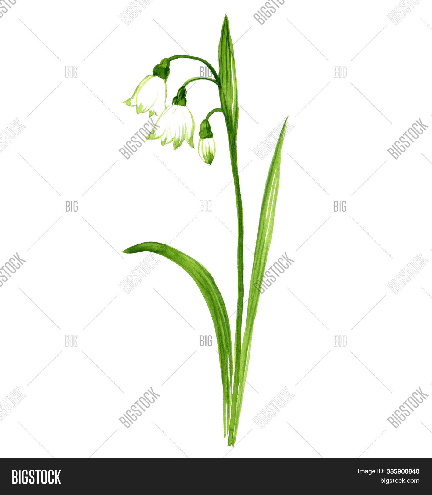 Watercolor Drawing Image & Photo (Free Trial) | Bigstock