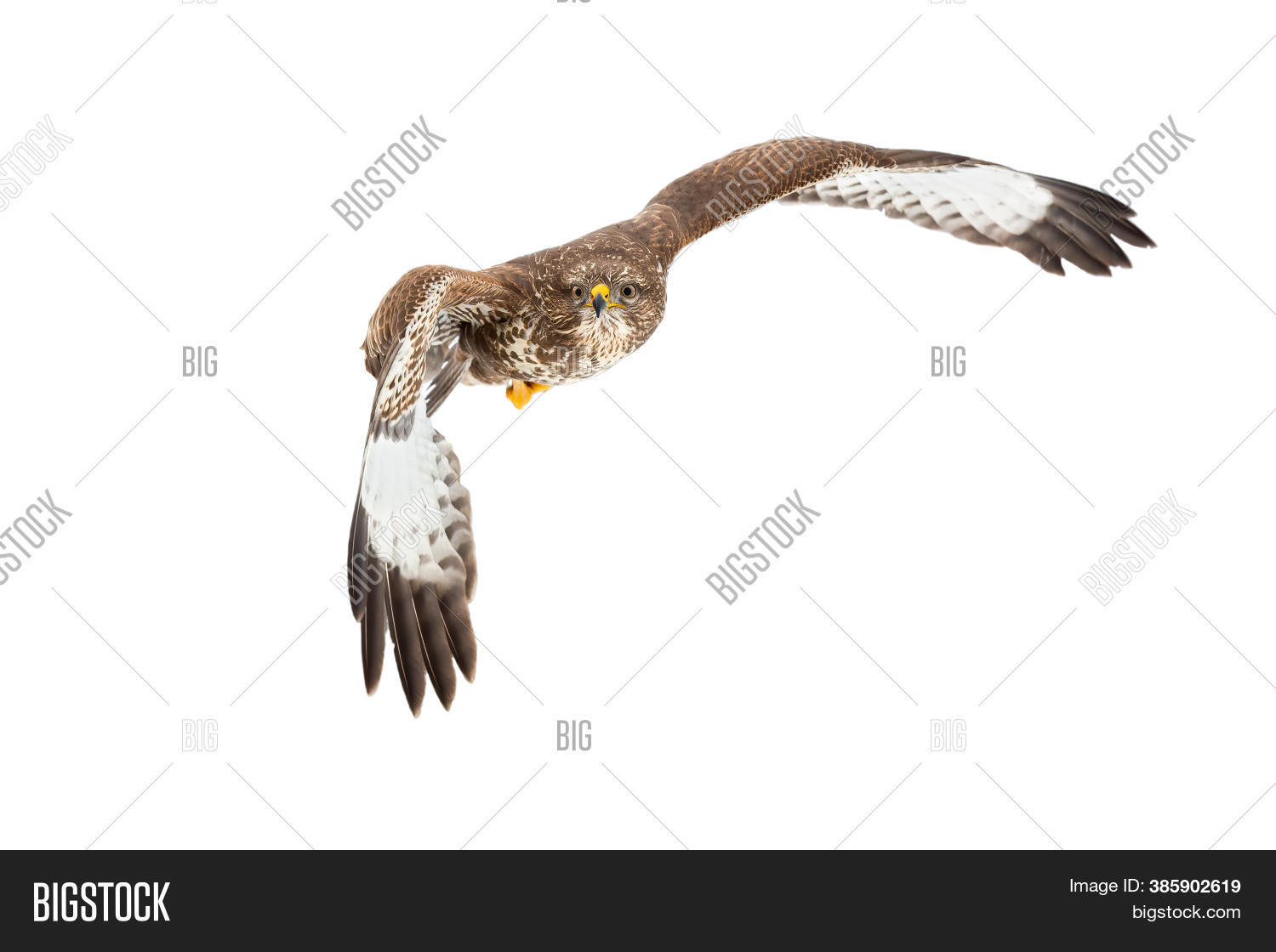 Common Buzzard Flying Image & Photo (Free Trial) | Bigstock